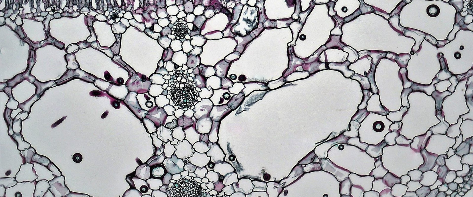 What is air chamber botany?